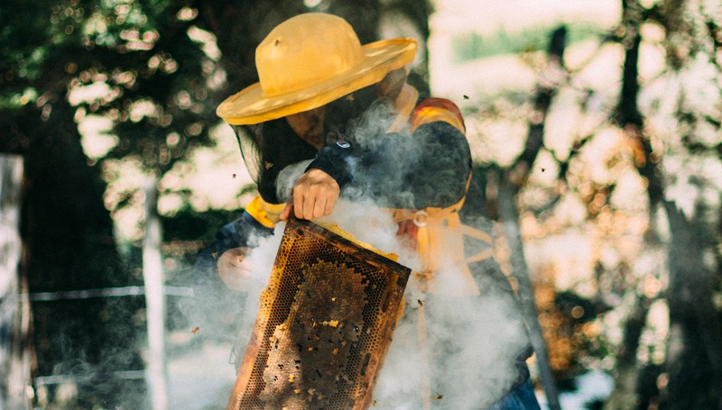 INDAP Aysén invita al mundo de la apicultura regional a participar en Apimondia Chile 2023 | Indap